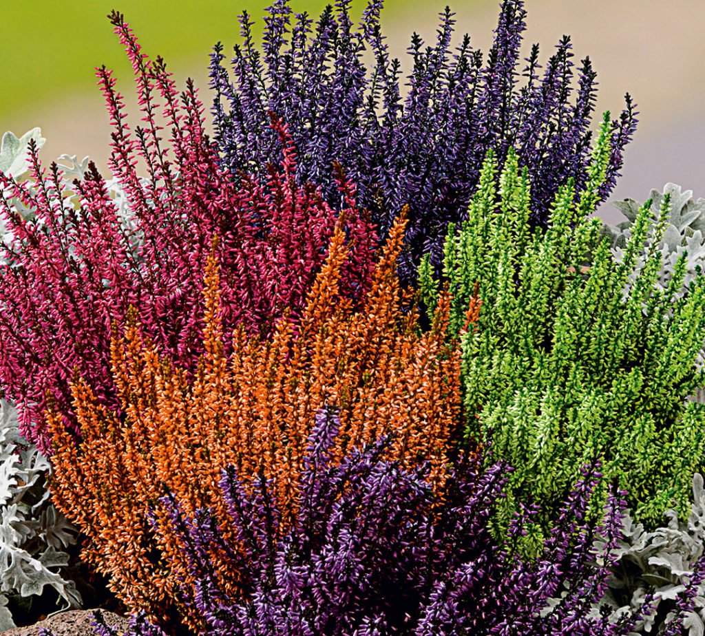 Calluna teinté — Gerber Fleurs