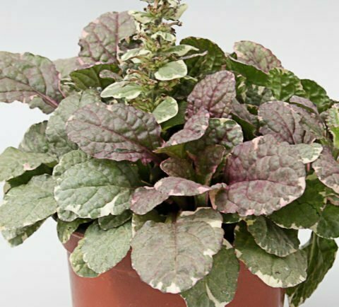 Ajuga reptans Burgundy Glow — Gerber Fleurs