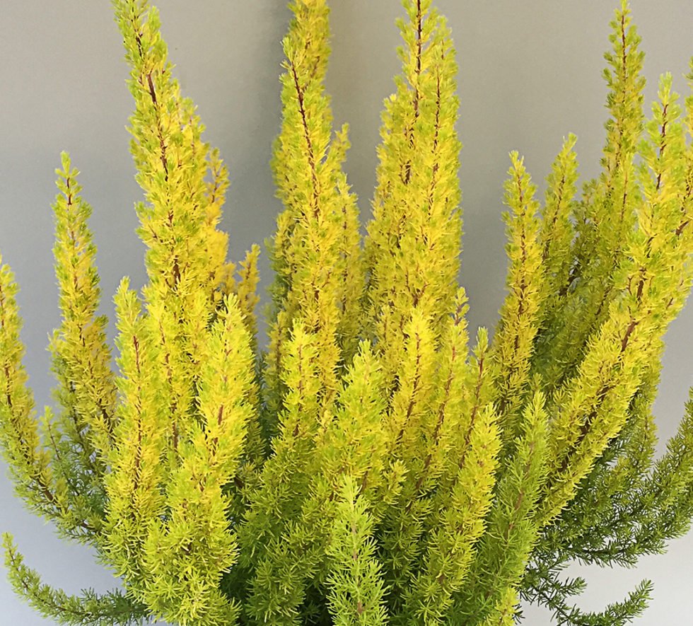 Erica arborea Albert's Gold — Gerber Fleurs