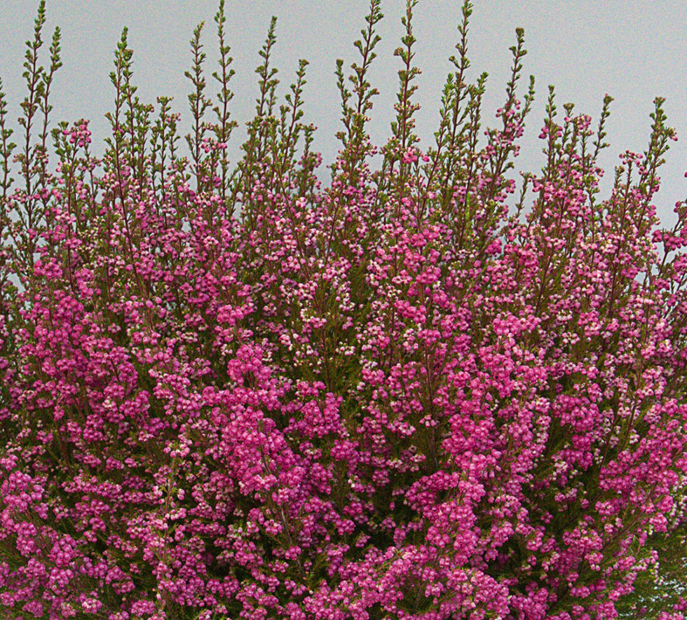Erica gracilis WFW — Gerber Fleurs