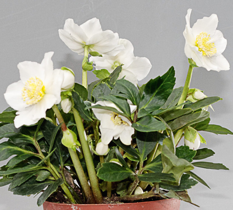 Helleborus Gold Collection Diva® — Gerber Fleurs