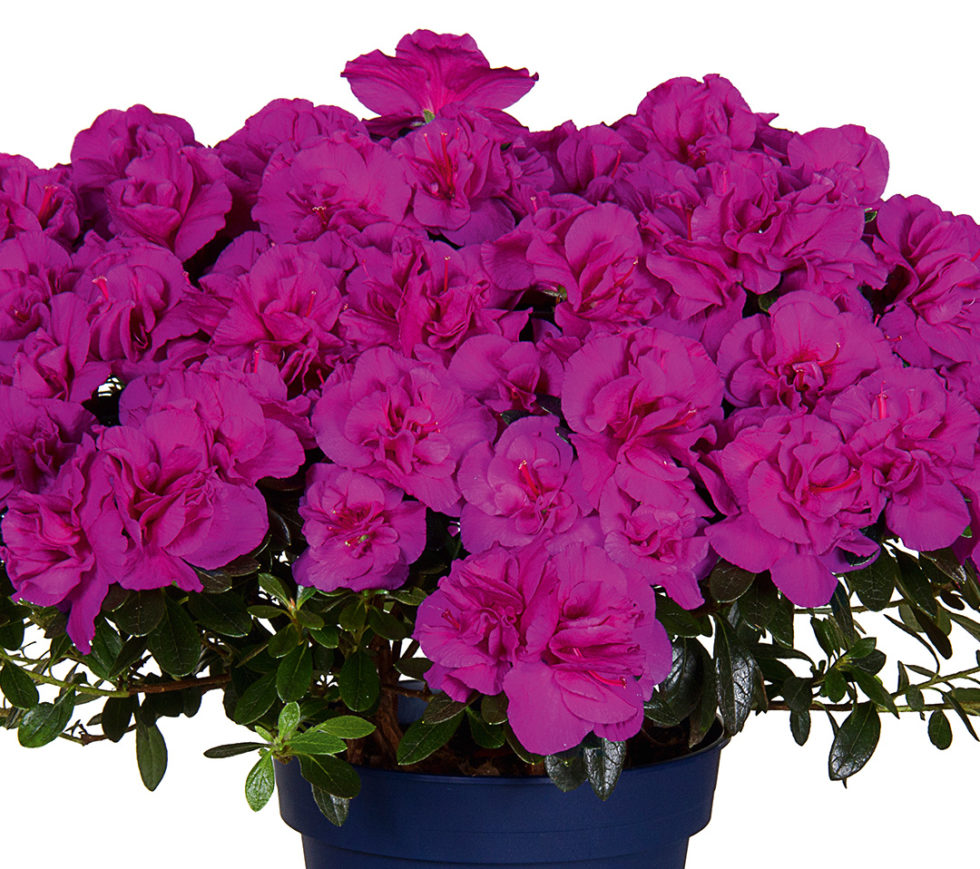 Azalée Christine Lady Violet — Gerber Fleurs