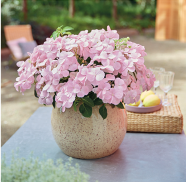 Hydrangea Garland French Bolero Rose — Gerber Fleurs